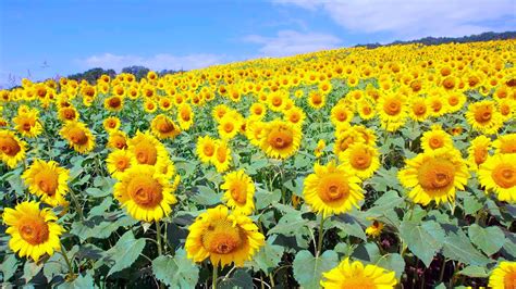 4K Ultra HD 三ノ倉高原 ひまわり畑 Sunflower field in Sannokura highland Shot