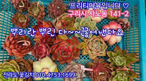 24317창다육들 오래된 묵둥이들 컷팅해요새 뿌리 받기 Youtube