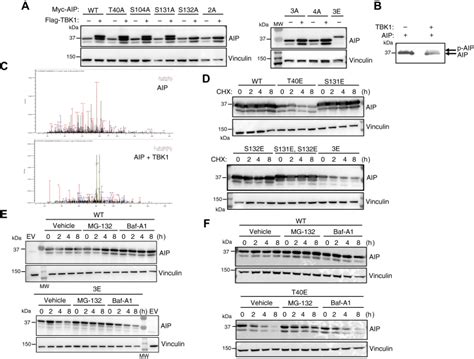 Phosphorylation Of Aryl Hydrocarbon Receptor Interacting Protein By