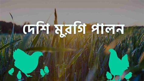 দেশি মুরগী Deshi Murgi পালন করে মাসে লাখ টাকা আয়