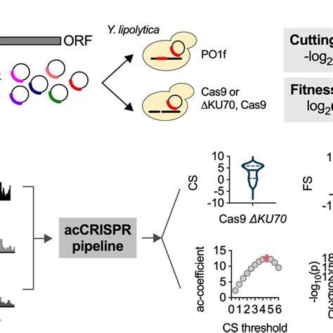 Accrispr Analysis Of Crispr Cas Screens A Growth Screens In Y
