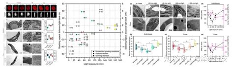 New Phytologist最新研究揭示类囊体膜结构动态调控光合作用的机制 知乎