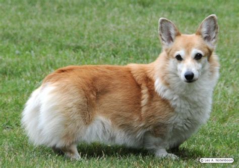 Corgi L The Official Corgi L Home Page