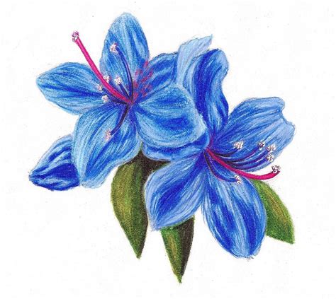 Azalea Flower Drawing At Getdrawings Free Download