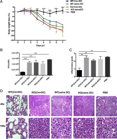 Adoptive Transfer Of Dcs From Wt Mice But Not From Sema3e Ko Mice Download Scientific Diagram
