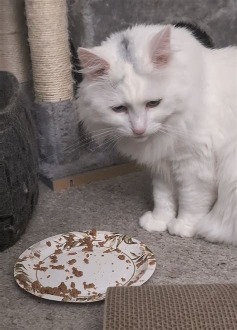 Shes Too Shy To Eat In Front Of The Other Cats Sometimes Maybe Shes