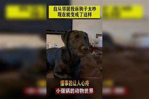 自从邻居投诉狗子太吵，现在就变成了这样，懂事的让人心疼！投诉邻居