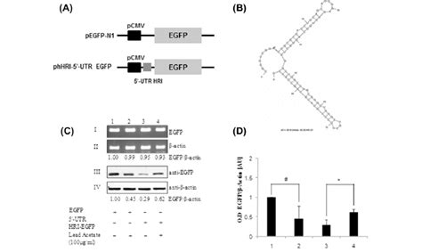 Stem Loop 2 And 3 Of Hhri 5 0 Utr 5 0 D Up Regulates Translation Of