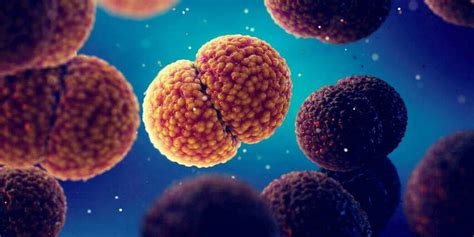 Symptômes Vaccin Ce Quil Faut Savoir Sur La Méningite