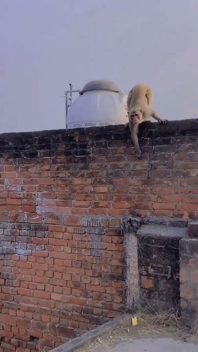 और बनाओ रील 😱 The Bagad Billa Meme 😱 Bagadbilla Youtubeshorts