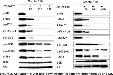 Blastoid Variant Mantle Cell Lymphoma Semantic Scholar