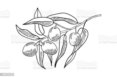 올리브와 잎으로 손으로 그린 가지 격리된 벡터 그림입니다 유기농 식물 포스터 검은색에 대한 스톡 벡터 아트 및 기타 이미지 검은색 그리스 문화 나무 Istock