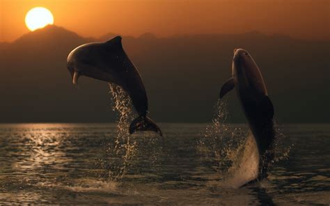 Two Gray Dolphins Animals Dolphin Sea Sunset Hd Wallpaper