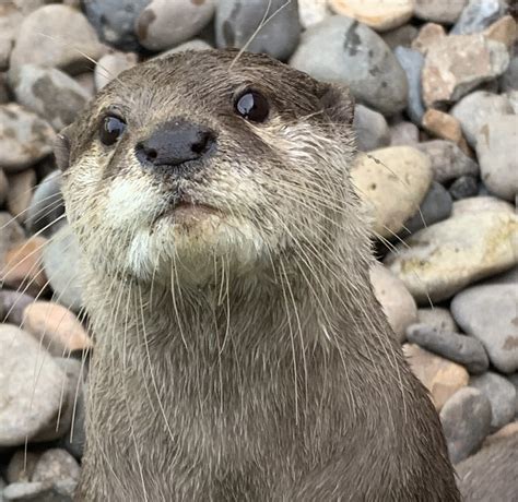 Oddere Jyllands Park Zoo Danmarks Hyggeligste Zoo