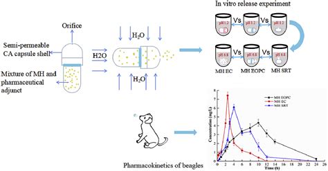 Controlled Release Of Metformin Hydrochloride For Improving The Oral Bioavailability Based On A