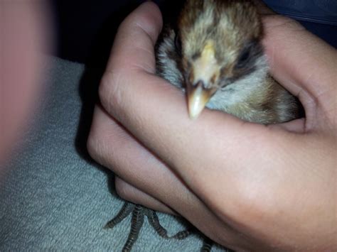 Help Sexing This Easter Egger Backyard Chickens Learn How To