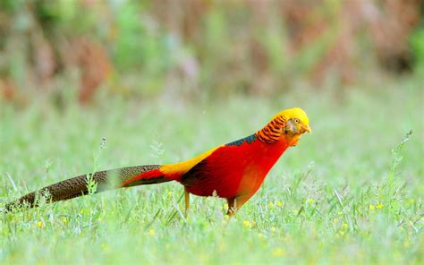 🔥 70 Pheasant Wallpapers Wallpapersafari