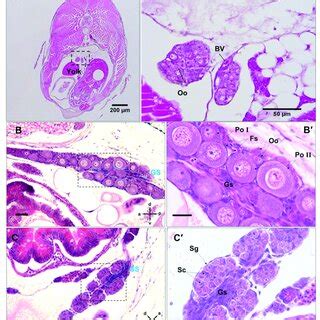 Panels Showing The Sex Dimorphic Pattern Of Germ Cell Proliferation In Download Scientific