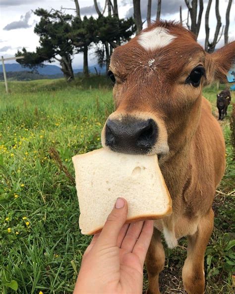 Uwu Bread Rcows