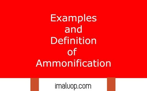 Examples And Definition Of Ammonification Imaluop Imaluop