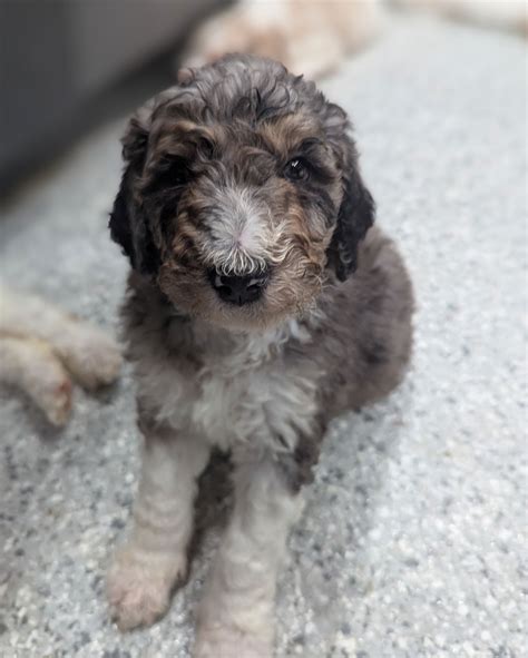Dog For Adoption Toby A Poodle Miniature In Miami Fl Alpha Paw