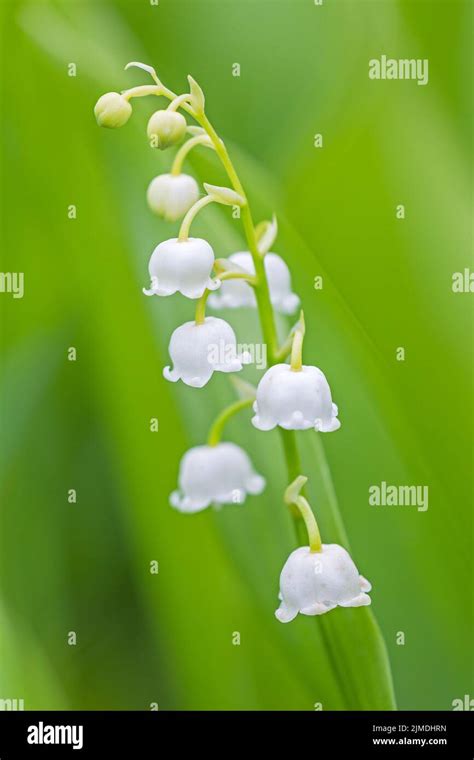Lilies Of The Valley Poisonous At Ellen Unger Blog