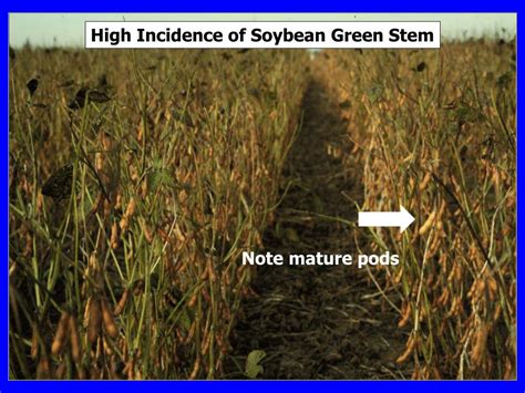 Ppt Green Stem Syndrome In Soybean Powerpoint Presentation Free