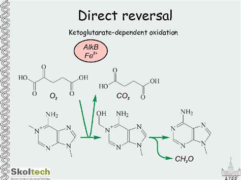 Msu Skol Tech Dna Repair Dna