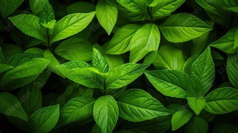 3d Rendering Of A Single Leaf On A Clear Powerpoint Background For Free