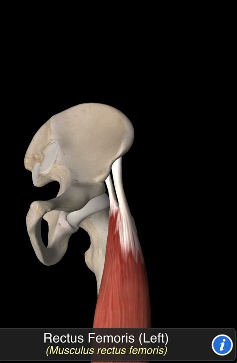 Rectus Femoris