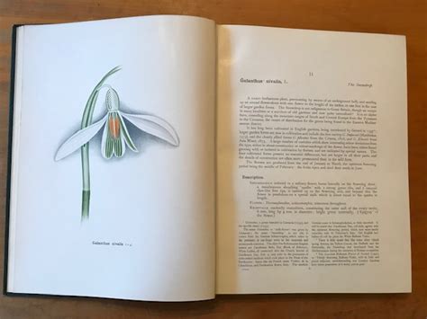 Types Of Floral Mechanism A Selection Of Diagrams And Descriptions Of