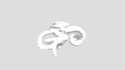 Cochlea 3d Model By Johnzhang15 [e0b5bb5] Sketchfab