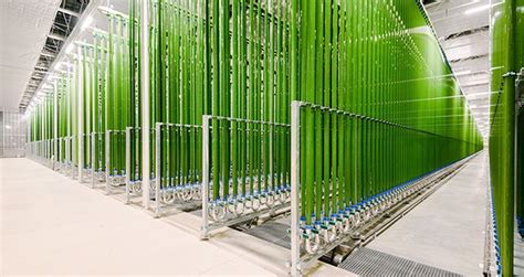 The Bioautomated Algae Plantation Food Marketing Technology