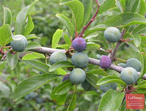 Терн (Prunus spinosa) — описание, выращивание, фото | на LePlants.ru