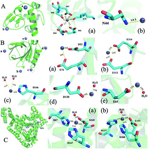 Whey Protein Chemical Structure At Ellie Redmond Blog