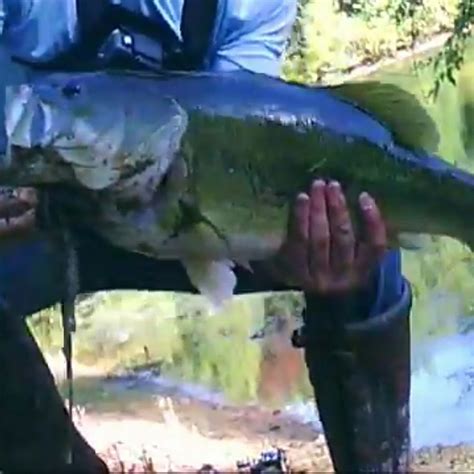 Jonathan Layfield Youtube