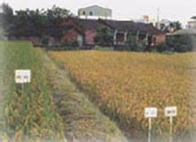 花蓮區農業專訊7期 降低生產成本專輯1994 03 花蓮區農業改良場