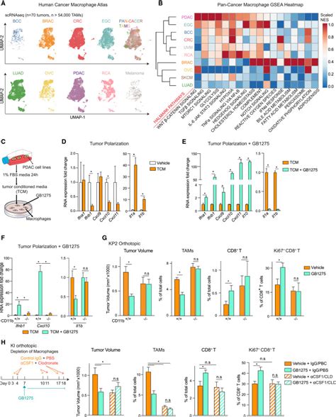 Context Dependent Activation Of Sting Interferon Signaling By Cd11b