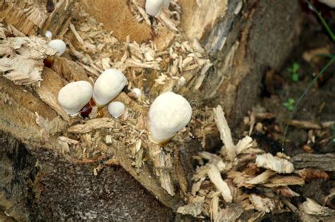 Lingzhi Or Reishi Mushrooms Ganoderma Lucidum In The Initial Stage