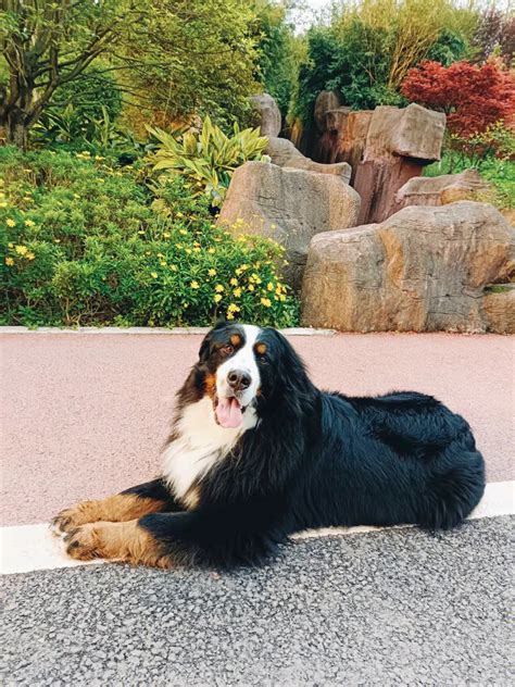 纯种伯恩山犬图片 伯恩山犬图片 大山谷图库