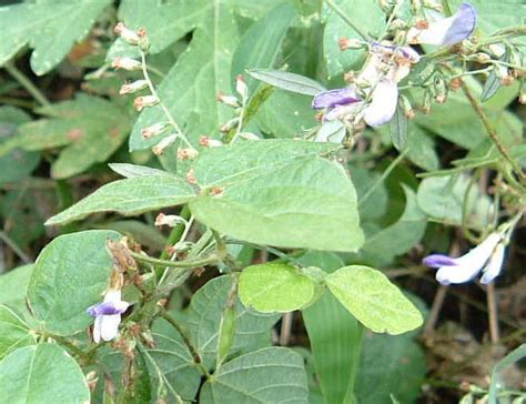 道ばたの雑草・野草22 たくましい花