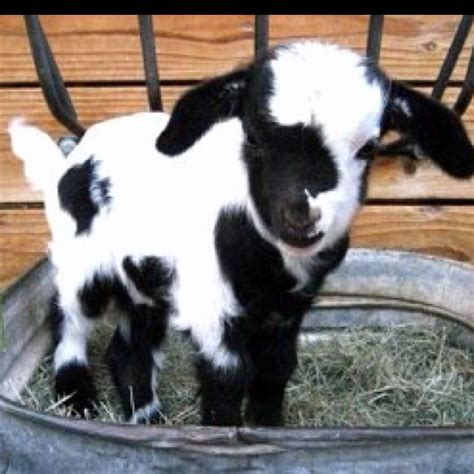 12 Idées De Cabri Chevreaux Bebe Chevre Animaux