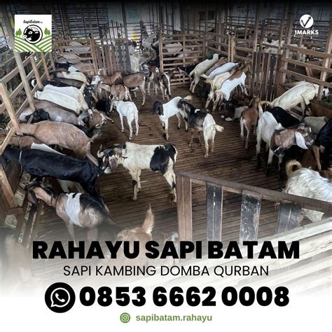 Hub 0853 6662 0008 Rahayu Sapi Batam Jual Hewan Korban Wilayah Johor