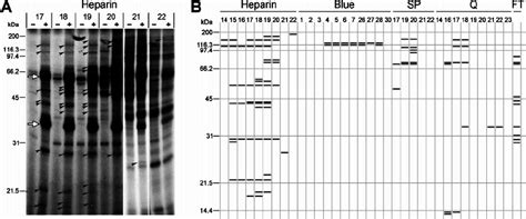 detection of potential ampk substrates in the prefractionated brain