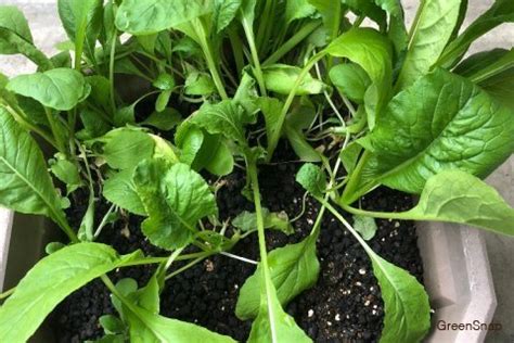 Horti By Greensnap