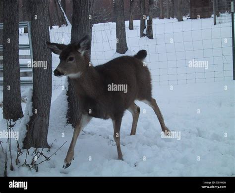 This Image Shows A Deer In A Defensive Posture Displaying Signs Of Aggression The Deer Appears