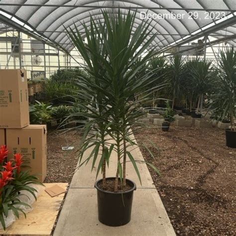 Drac Tarzan Bush Tri State Foliage In House Availability