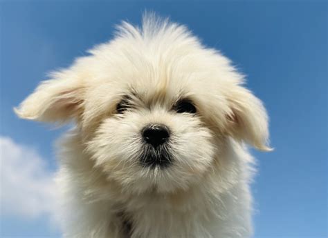 말티폼몽이 강아지책임분양 강아지분양 고양이분양 컴투펫 시츄 셔틀랜드쉽독 말티푸 미니핀 치와와 요크셔테리어 포메라니안 말티즈 분양