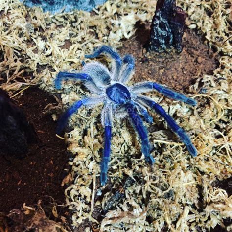 Jual Monocentropus Balfouri Socotra Island Blue Baboon Tarantula