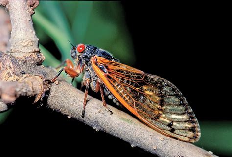 Thirteen Year Periodical Cicadas Expected To Ring In Noisy Southeast Missouri Summer Missouri